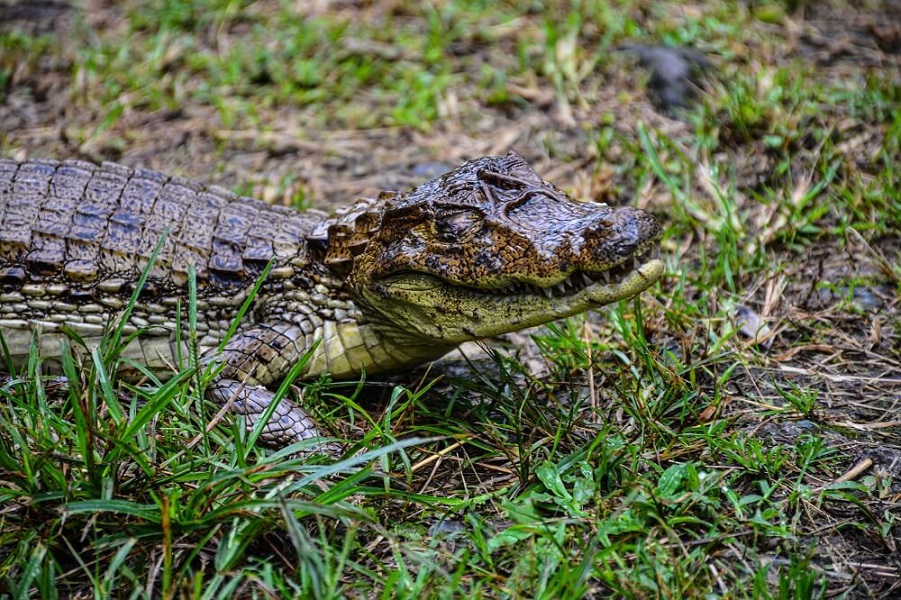 Aparece una babilla en un humedal de El Guamo