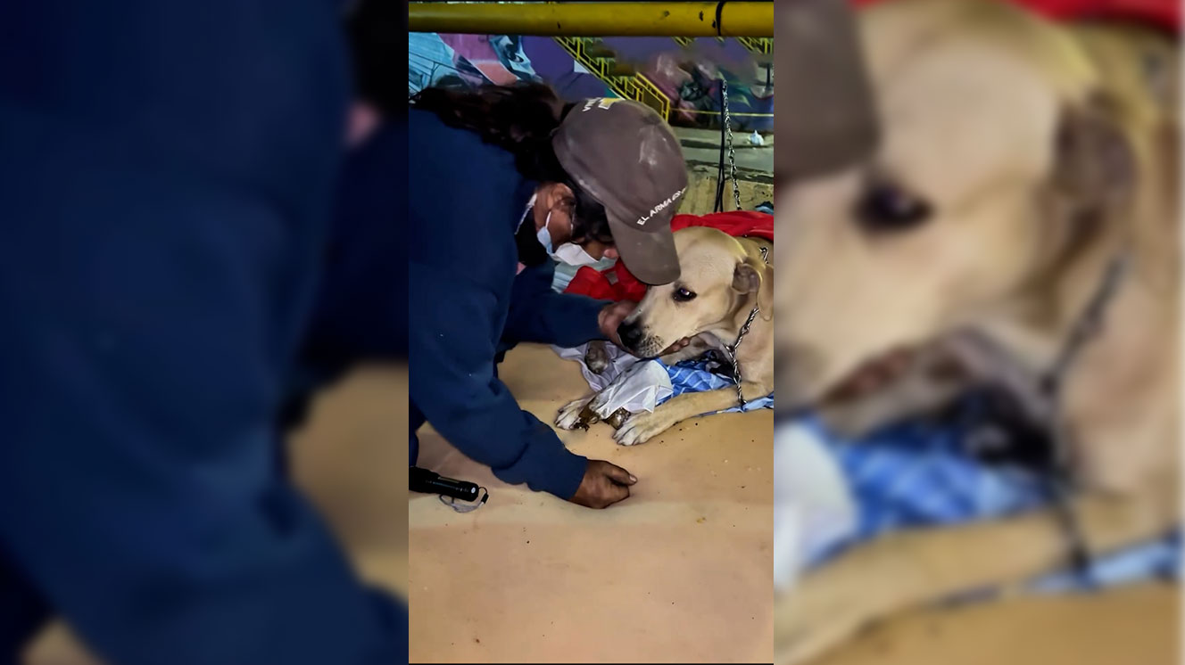 Emotivo rescate: Afectada por incendio priorizó la vida de su mascota ...