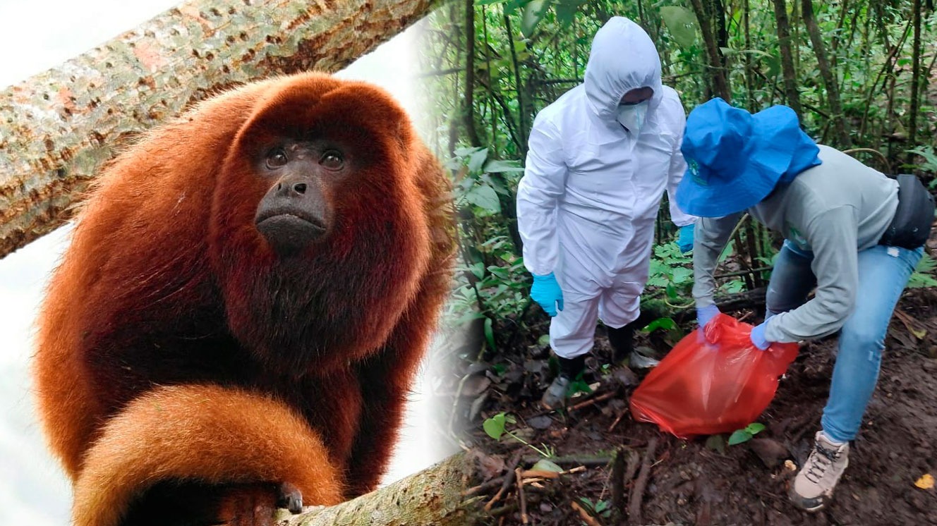 Desmienten muerte masiva de monos en Planadas por fiebre amarilla