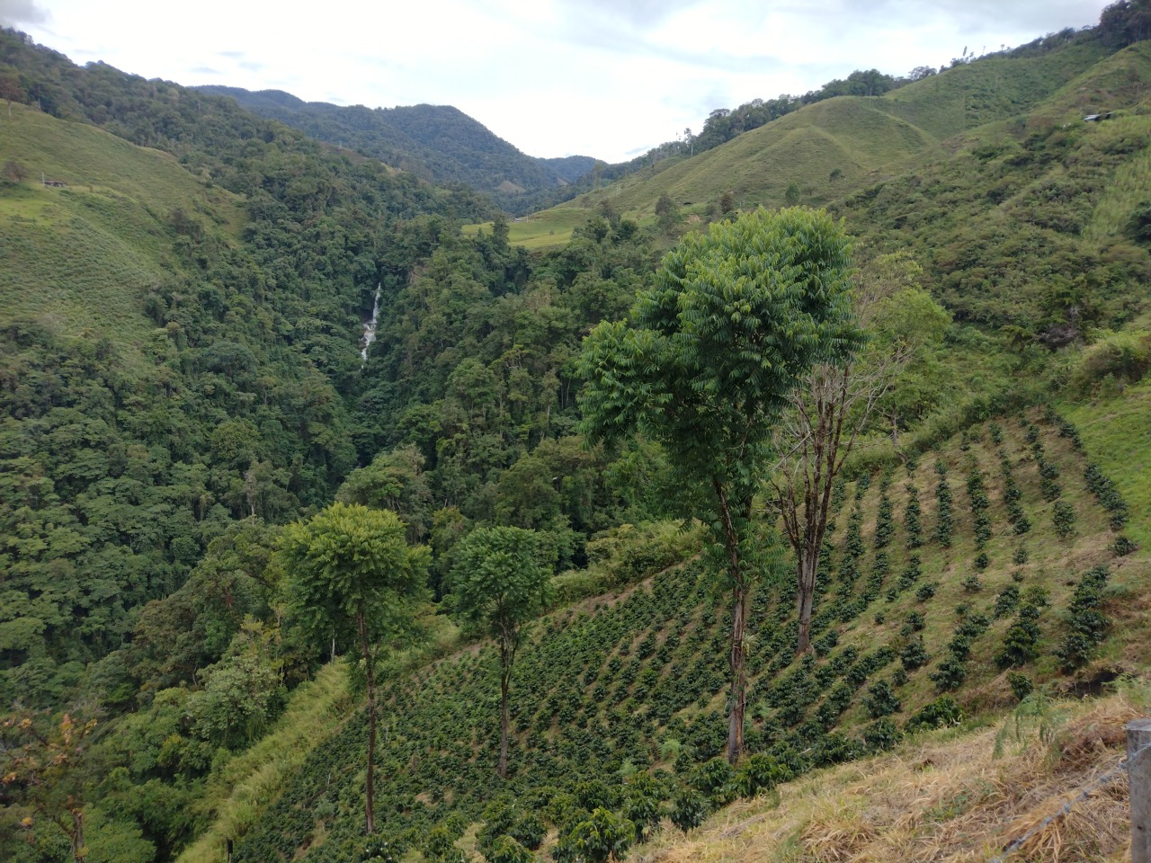 Familias rurales de Chaparral reciben incentivos económicos por ...
