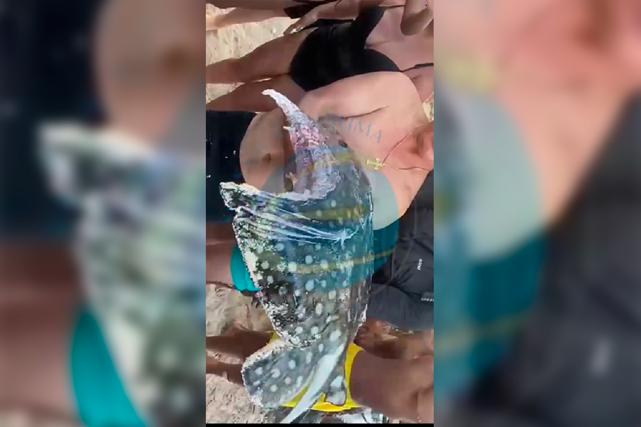 Este fue el desenlace de la mantarraya que sobrevivió al ataque de un ...