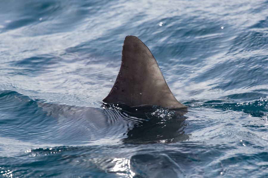 El aterrador tiburón del que aún no se conoce su especie