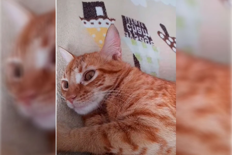 Esta es la historia de 'Isadora' la gatita que recibió una agresión por ...